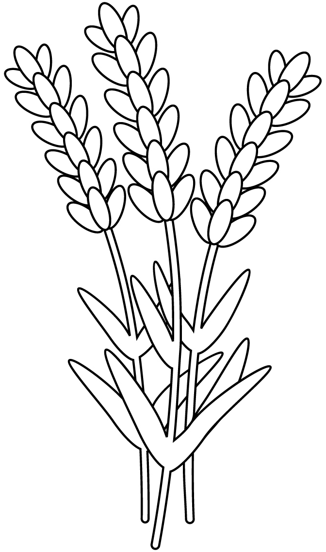 Lavender coloring page - ColouringPages
