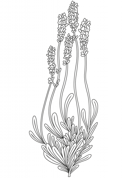 Lavender coloring page - ColouringPages