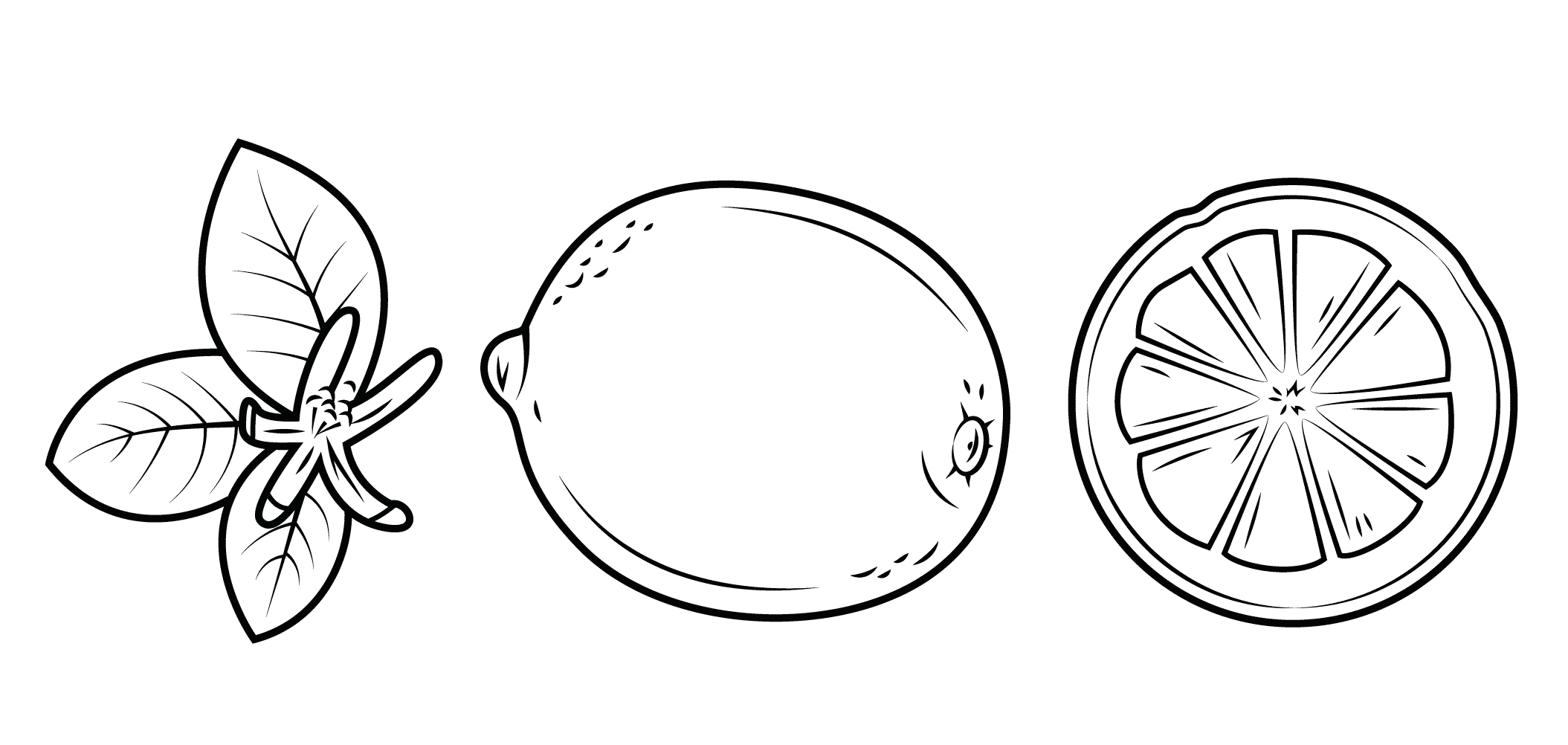 Lemon Leaves, Whole Lemon and Its Cross Section coloring page ...