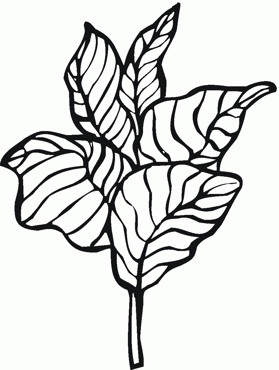Lettuce coloring page - ColouringPages