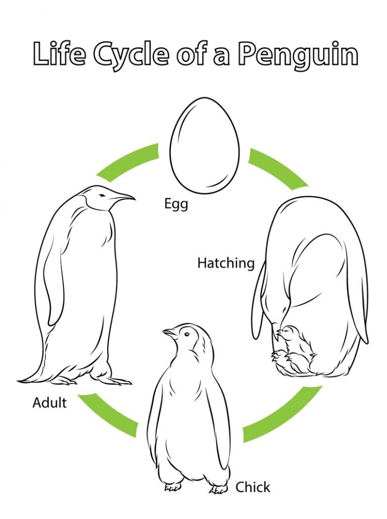 Life Cycle of a Penguin coloring page - ColouringPages