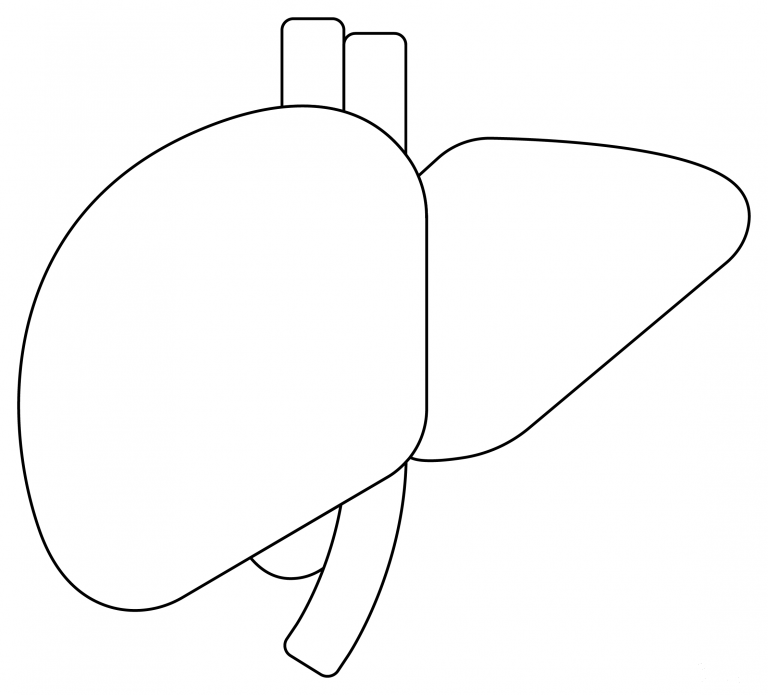 Liver coloring page - ColouringPages