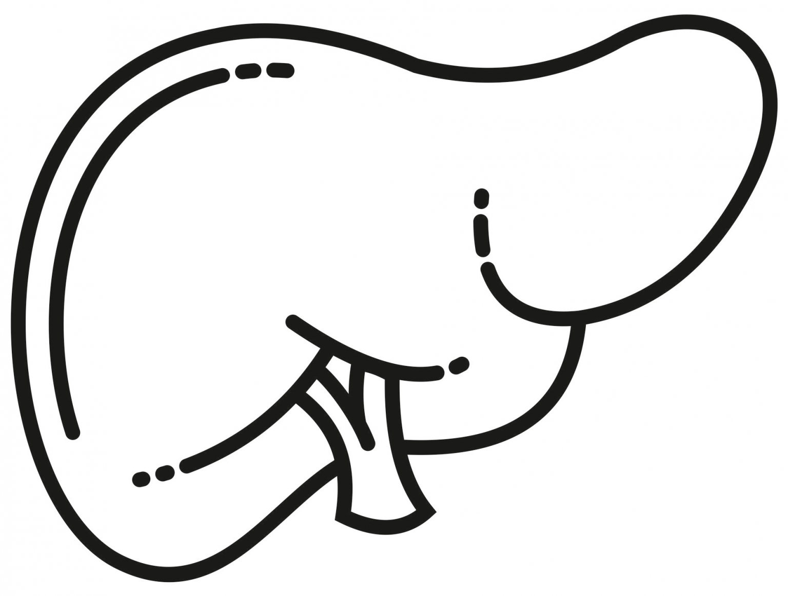 Liver coloring page - ColouringPages