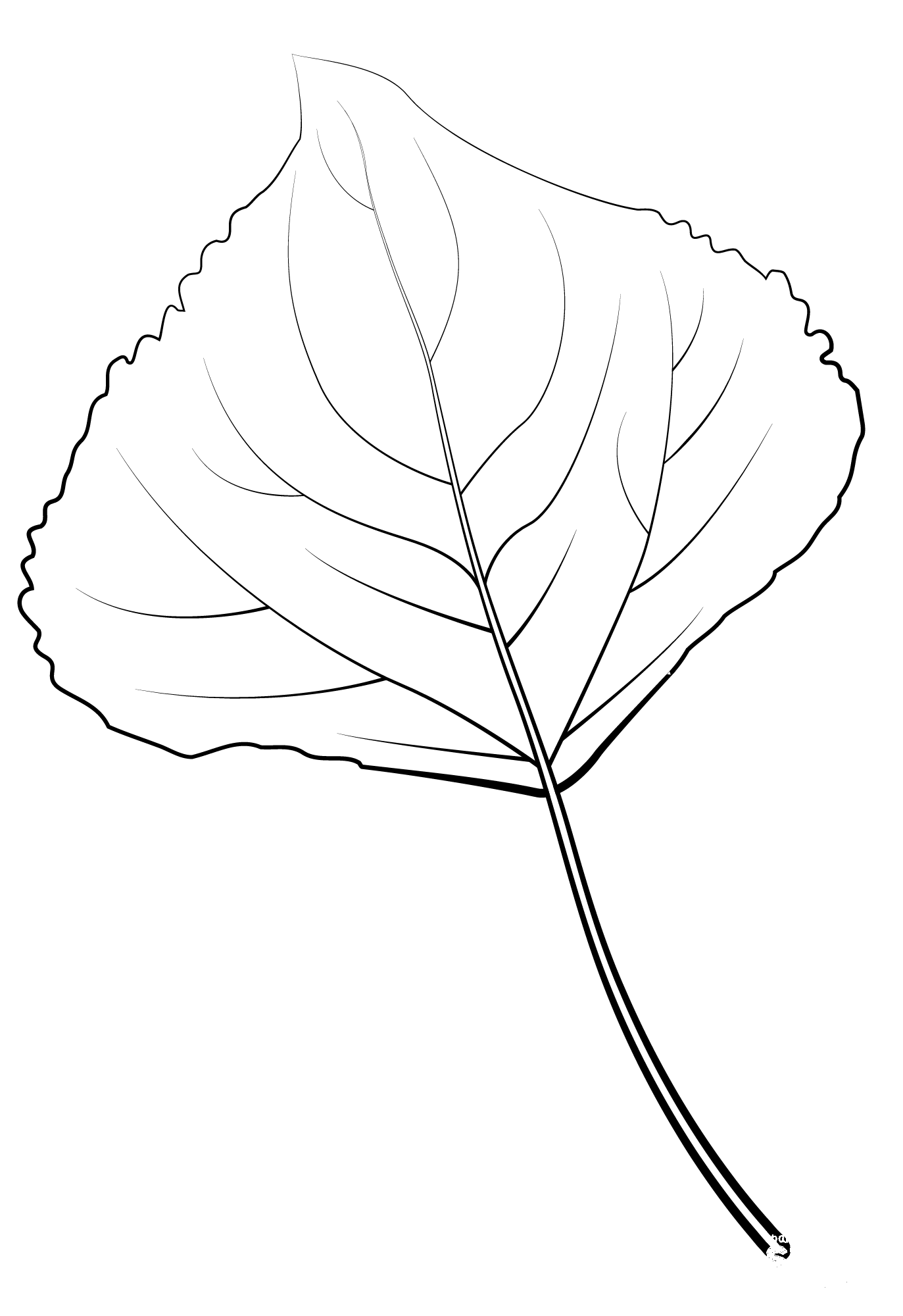 Lombardy Poplar Leaf coloring page - ColouringPages