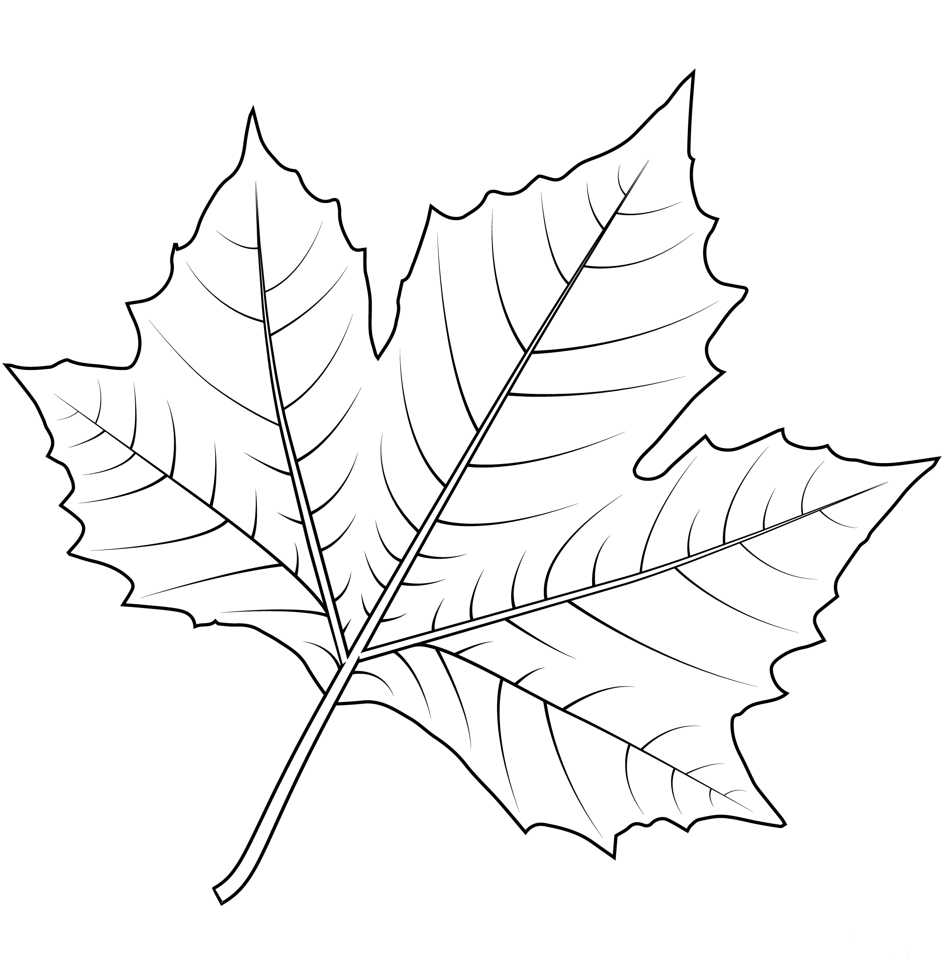 London Plane Tree Leaf coloring page - ColouringPages