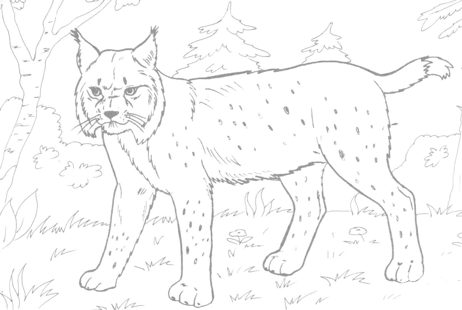 Lynx in the Forest coloring page - ColouringPages