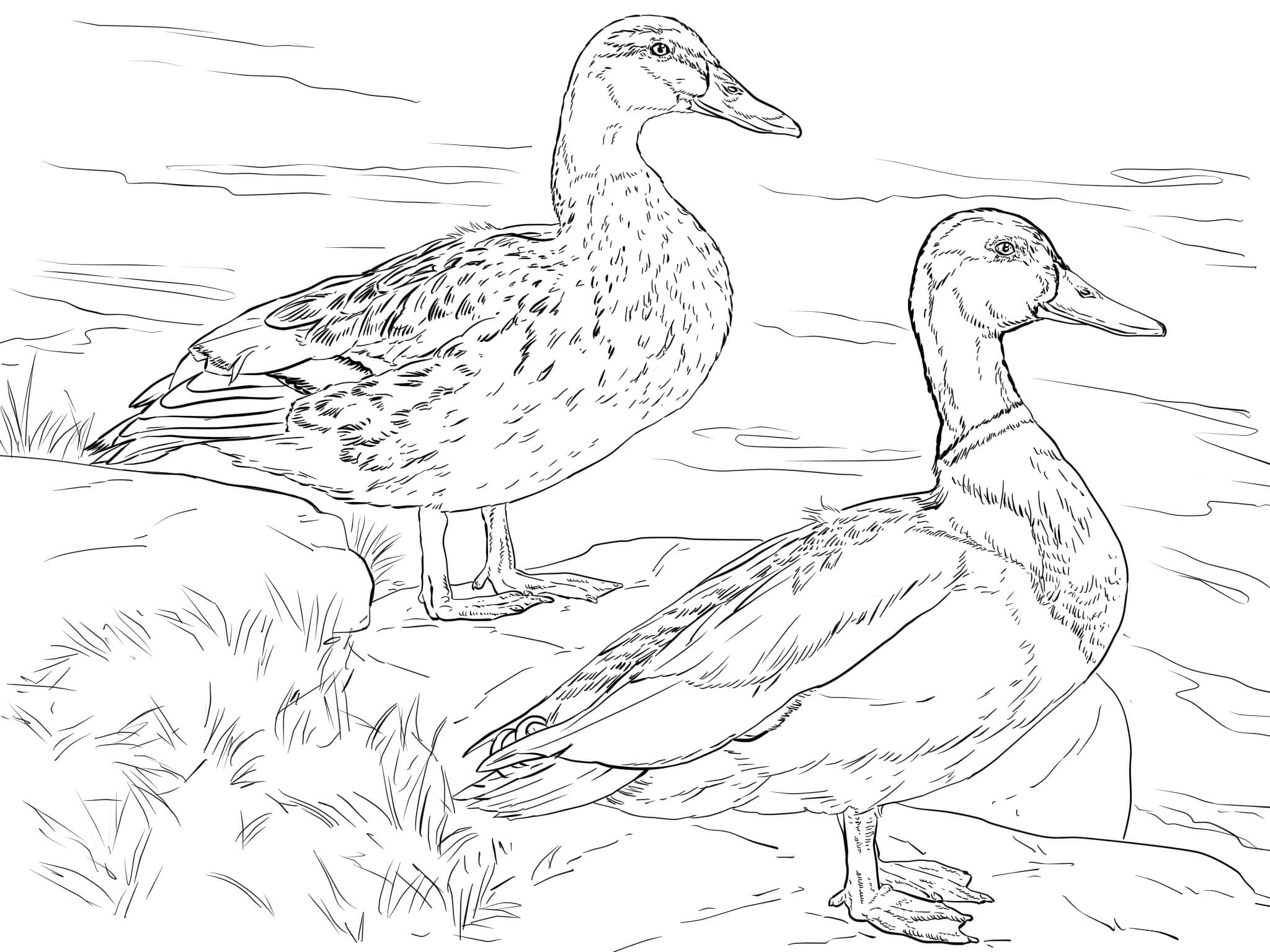 Male and Female Mallard Ducks coloring page - ColouringPages