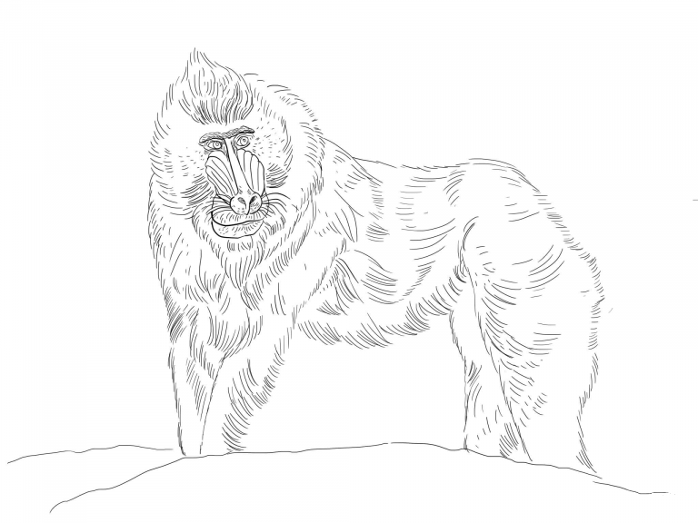Mandrill Monkey coloring page - ColouringPages