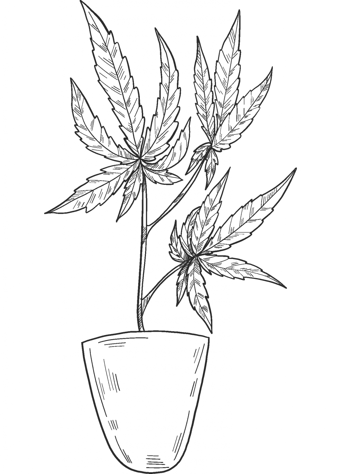 Marijuana in a Pot coloring page - ColouringPages