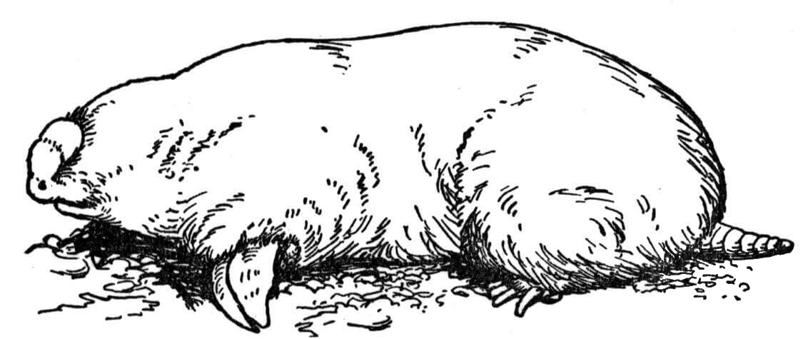 Mole 1 coloring page - ColouringPages