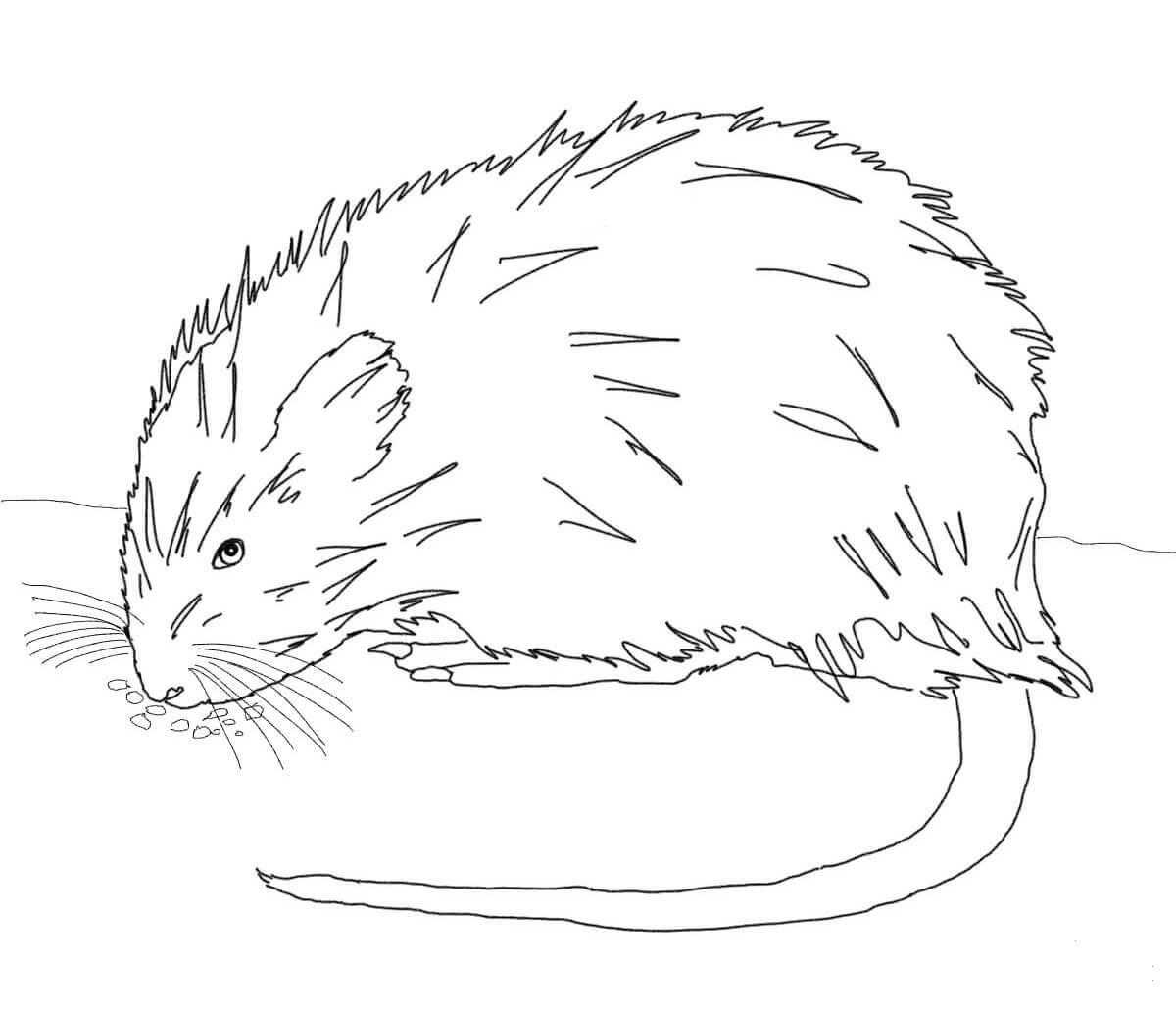 Muskrat coloring page - ColouringPages