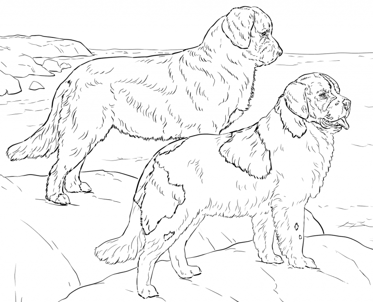 Newfoundland Dogs coloring page - ColouringPages