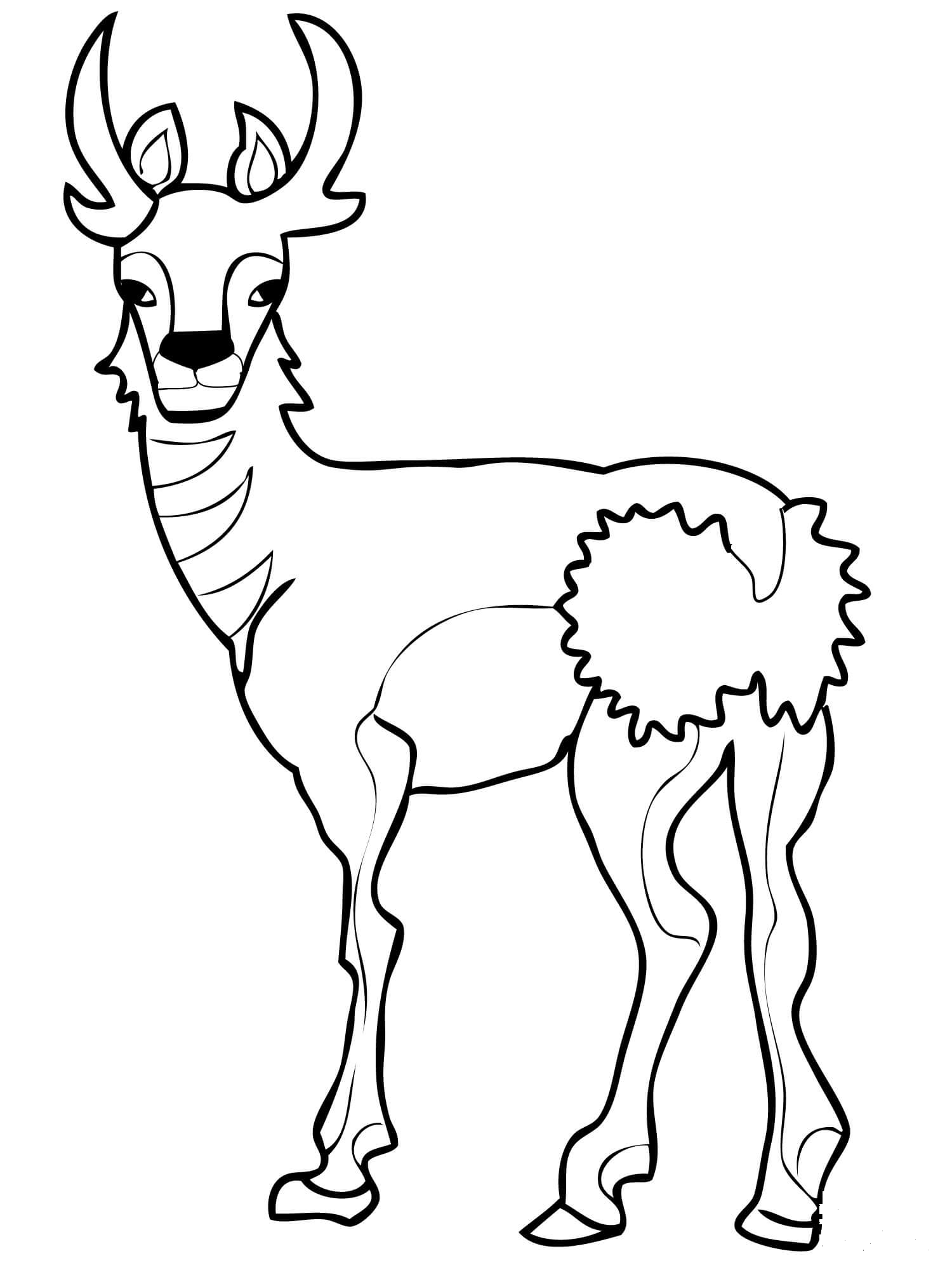 North American Pronghorn coloring page - ColouringPages