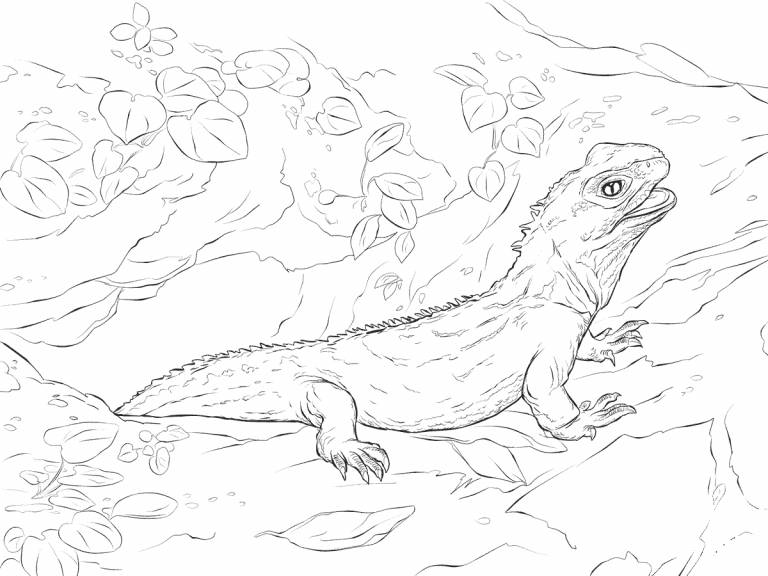 Northern Tuatara coloring page - ColouringPages