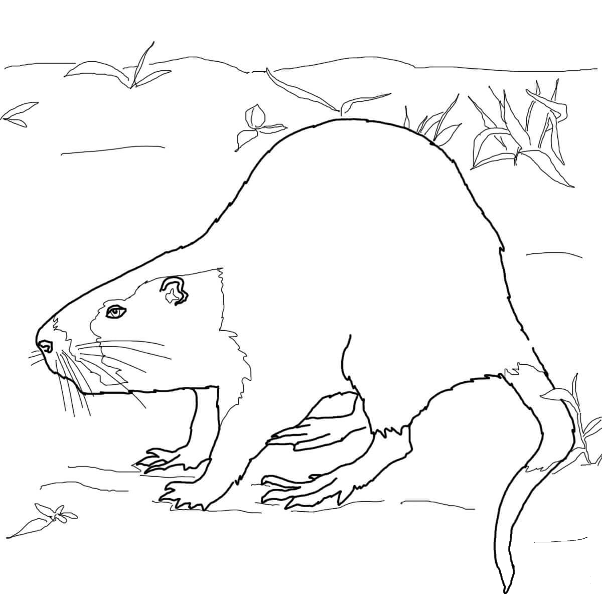 Nutria Rat coloring page - ColouringPages