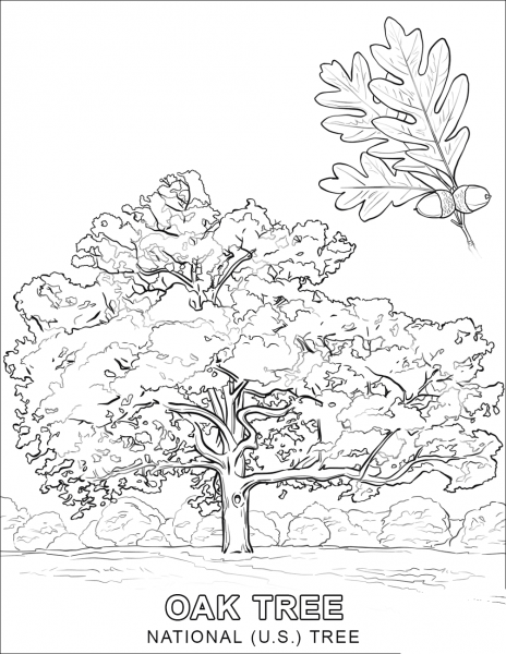 Oak - National U.S. Tree coloring page - ColouringPages