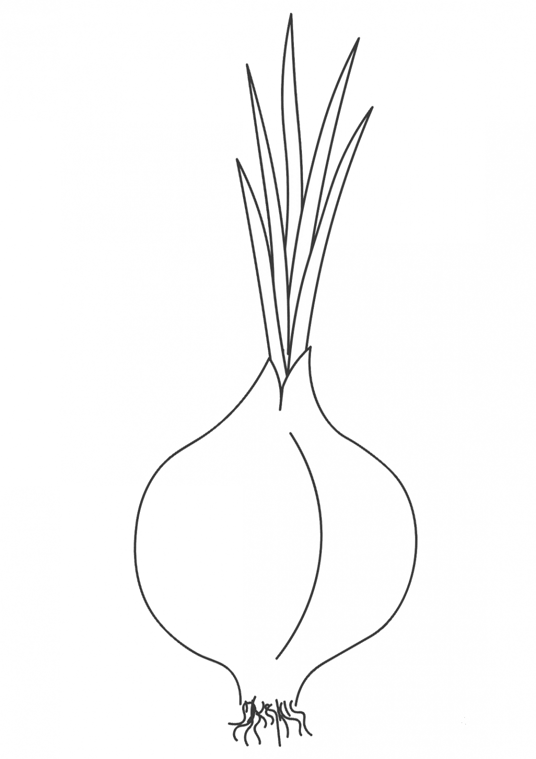 Onion coloring page - ColouringPages