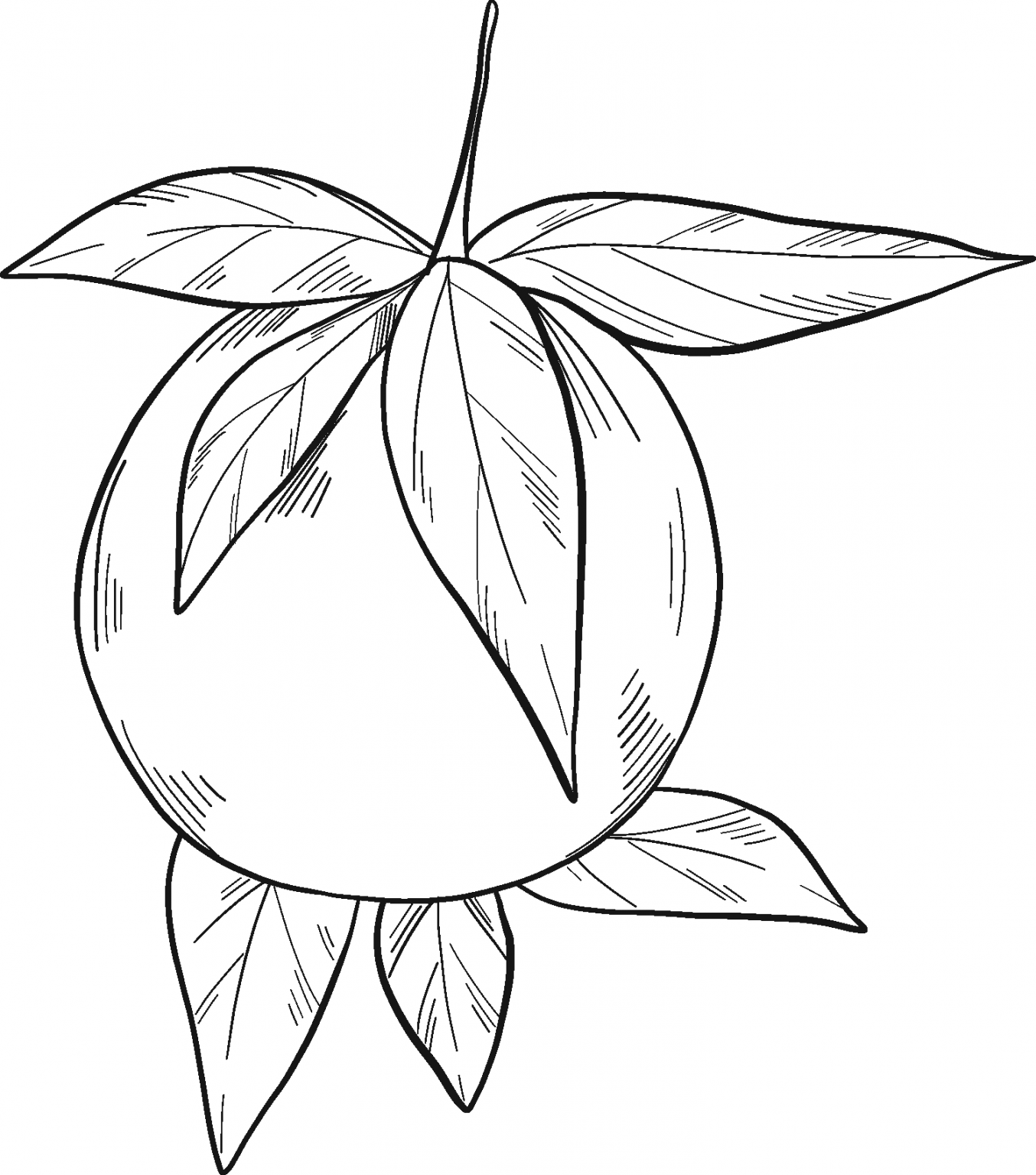 Orange coloring page - ColouringPages