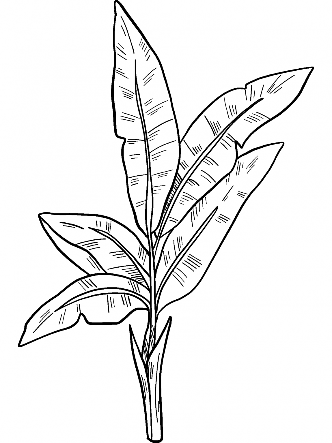 Palm Leaves coloring page - ColouringPages