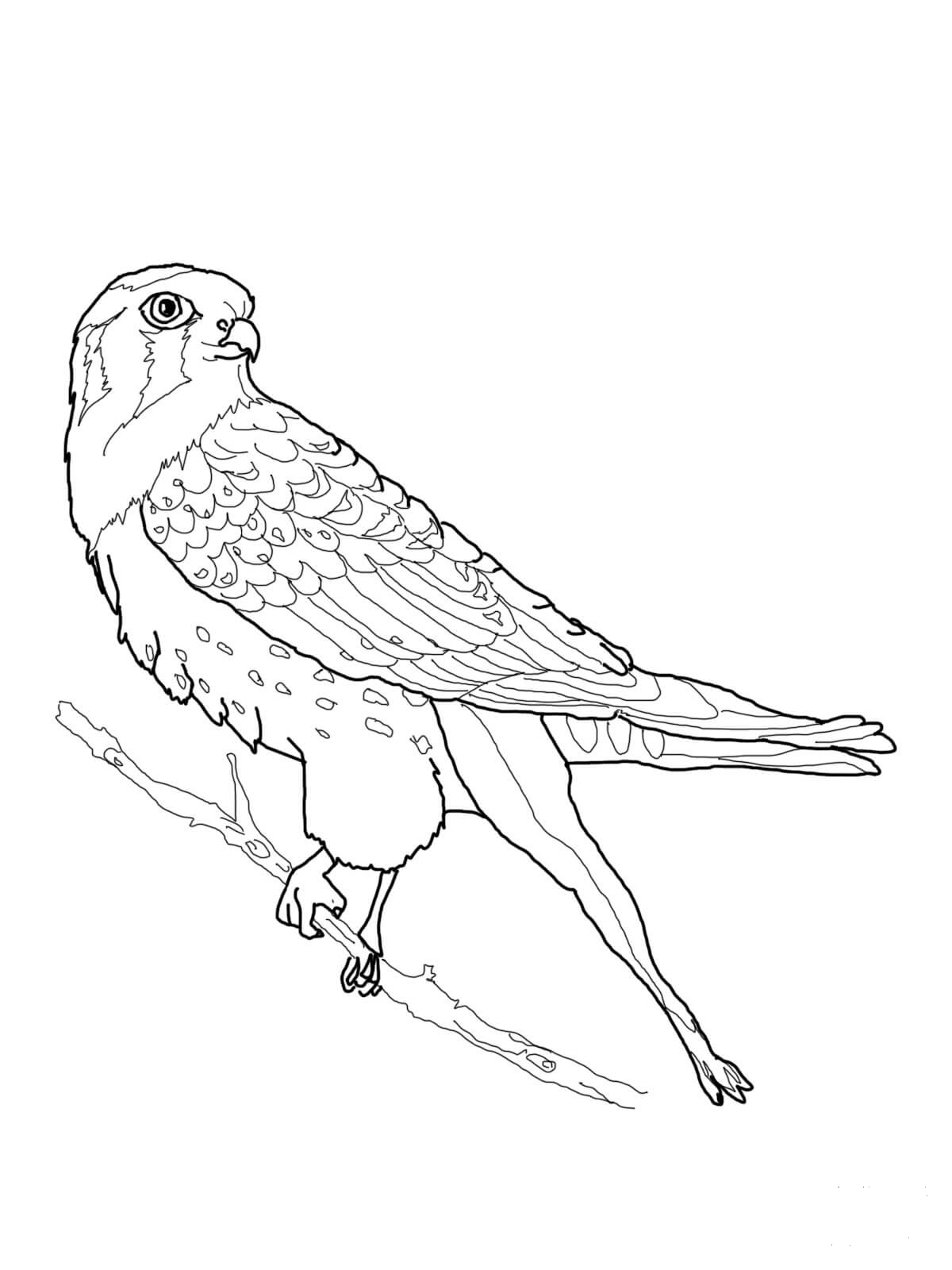 Perched American Kestrel coloring page - ColouringPages