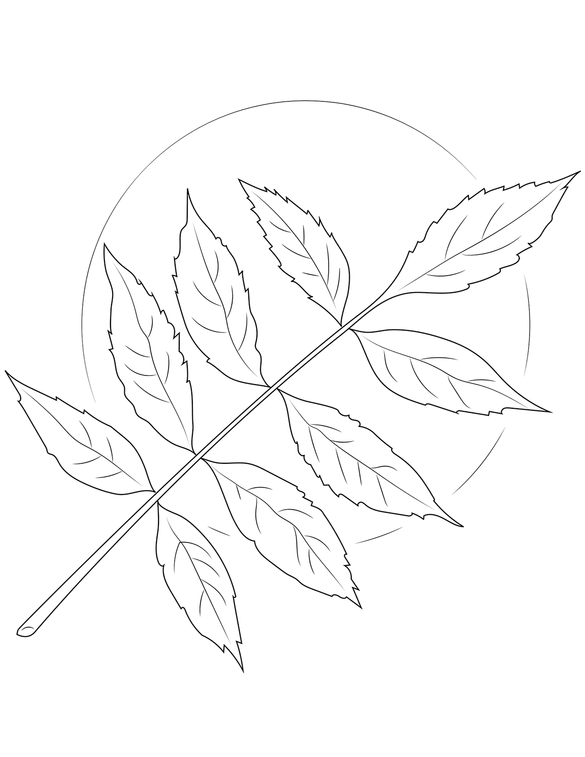 Ash Tree Leaves coloring page - ColouringPages