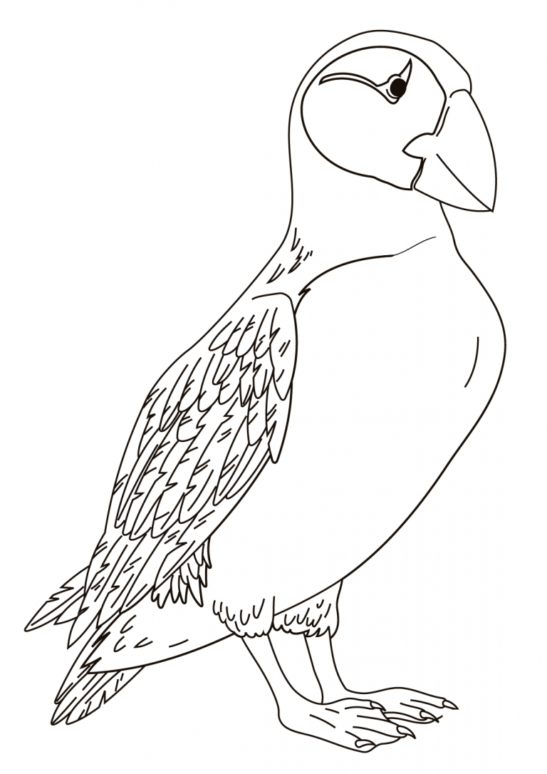 Atlantic Puffin coloring page - ColouringPages