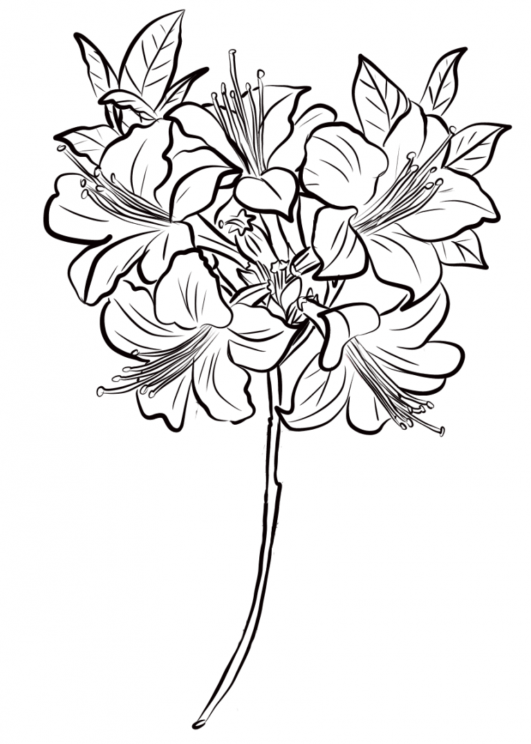 Azalea coloring page - ColouringPages