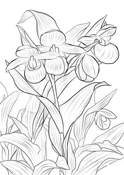 Pink-and-white Ladys Slipper coloring page - ColouringPages