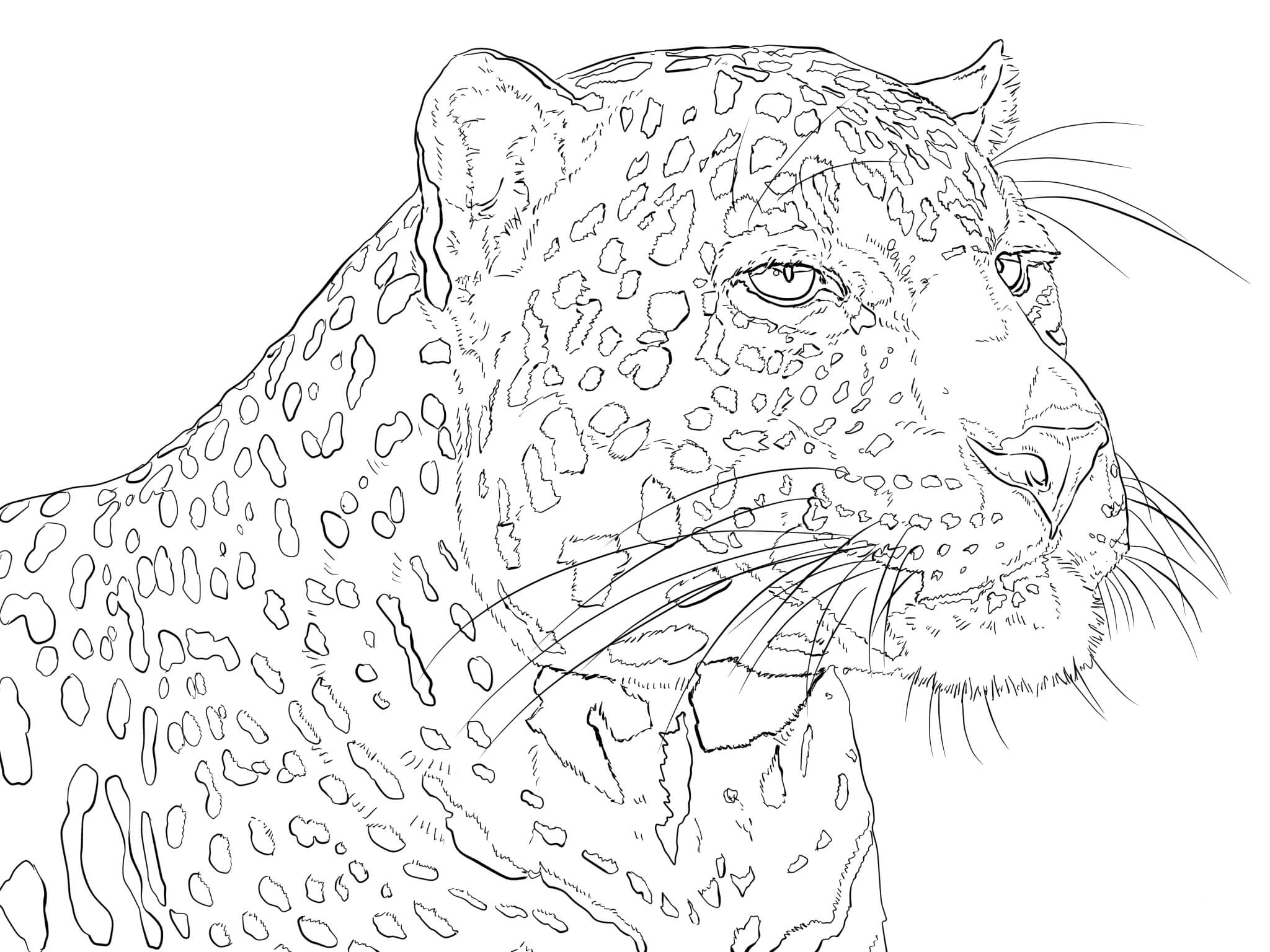 Portrait of Indian Leopard coloring page - ColouringPages