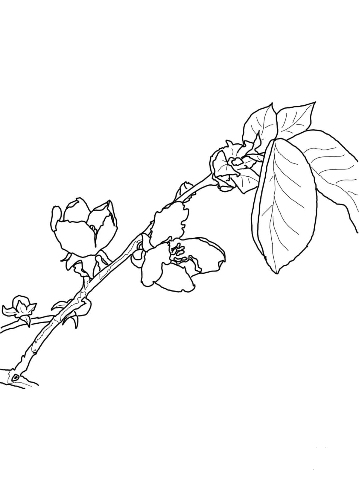 Quince Blossom coloring page - ColouringPages