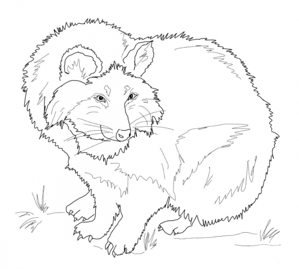 Raccoon Dog Tanuki coloring page - ColouringPages