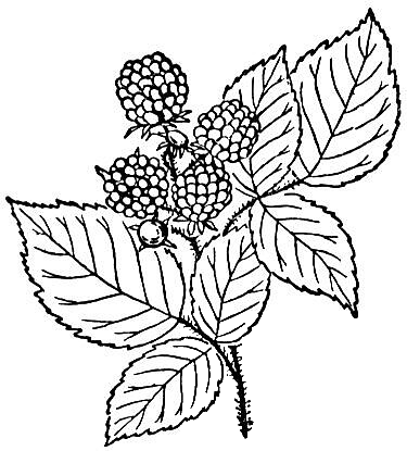 Raspberry with Leaves coloring page - ColouringPages