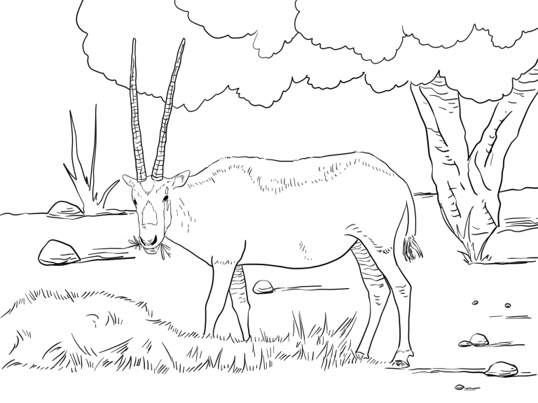 Realistic Arabian Oryx coloring page - ColouringPages
