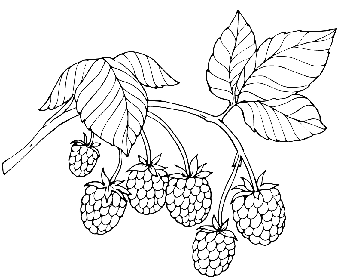 Red Raspberry coloring page - ColouringPages