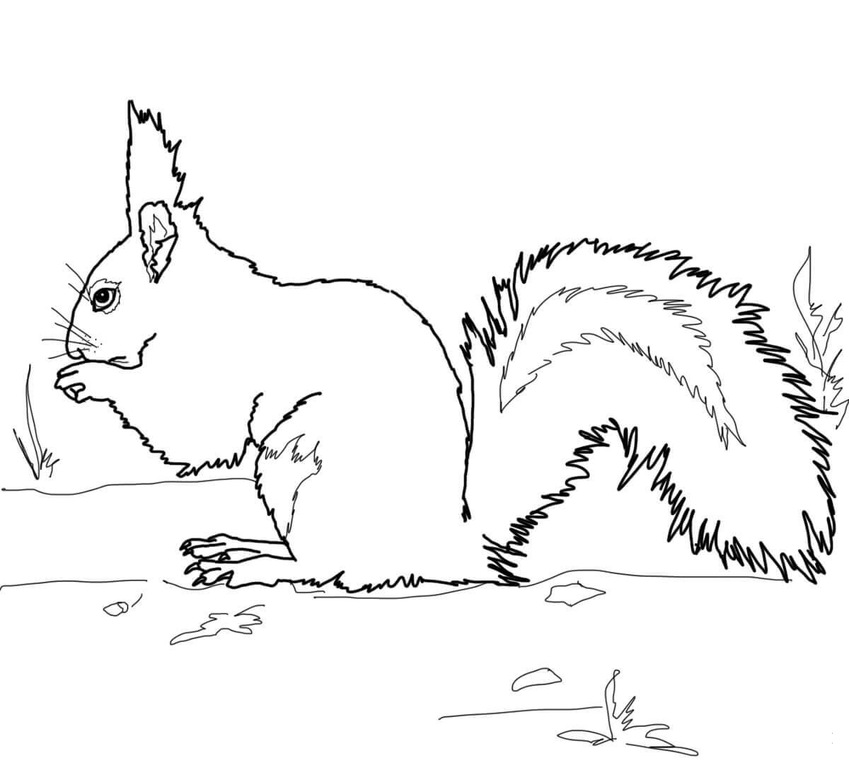 Red Squirrel coloring page - ColouringPages