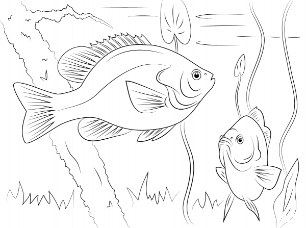 Redear Sunfish coloring page - ColouringPages