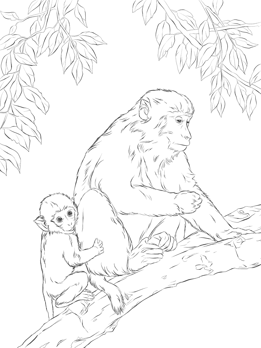 Rhesus Macaque Mother with Cute Baby coloring page - ColouringPages