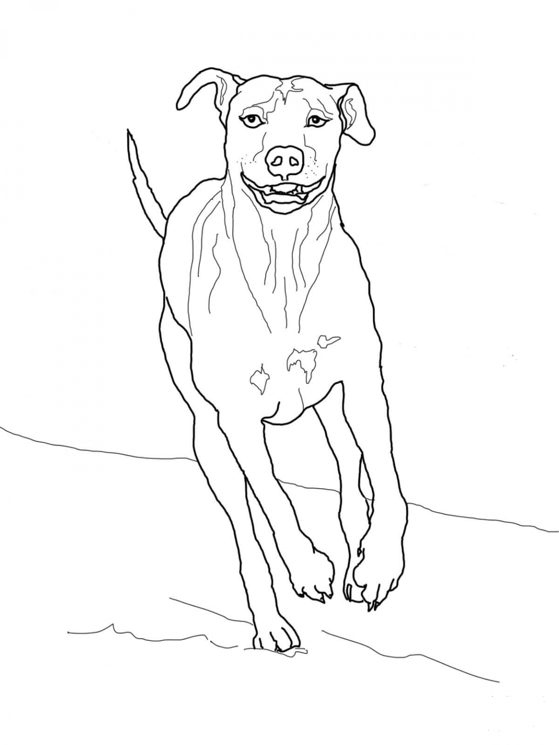 Rhodesian Ridgeback coloring page - ColouringPages