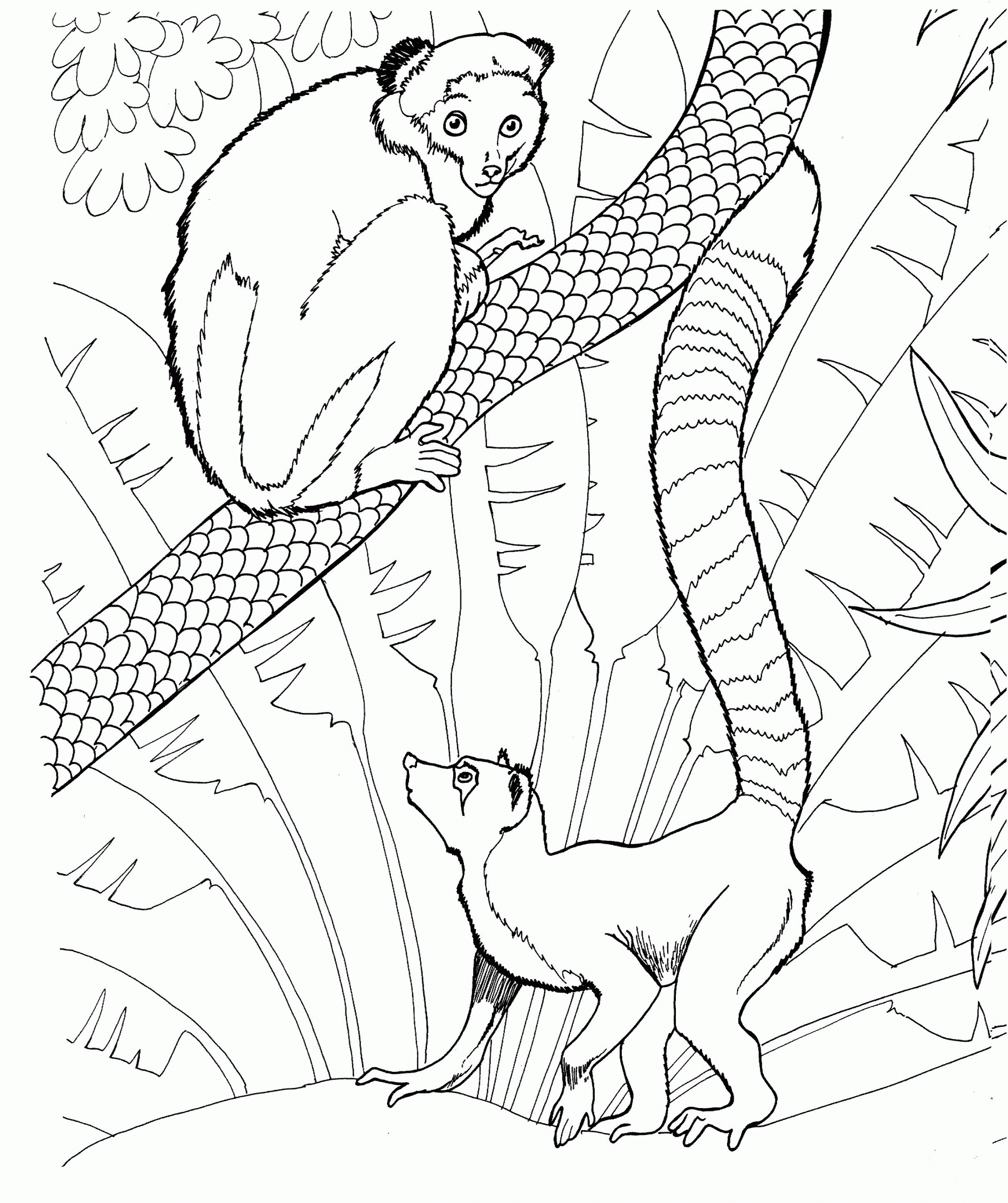Ring Tailed Lemur in a Zoo coloring page - ColouringPages