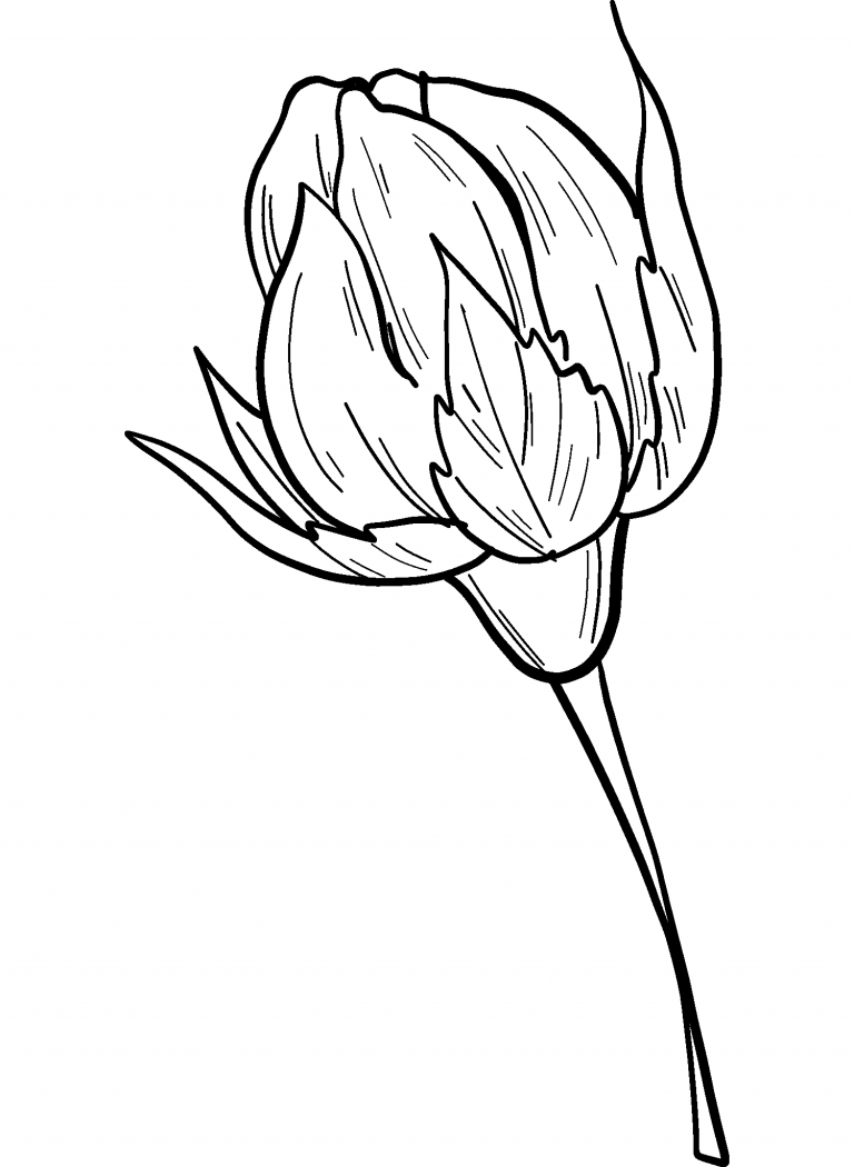 Rose Bud coloring page - ColouringPages