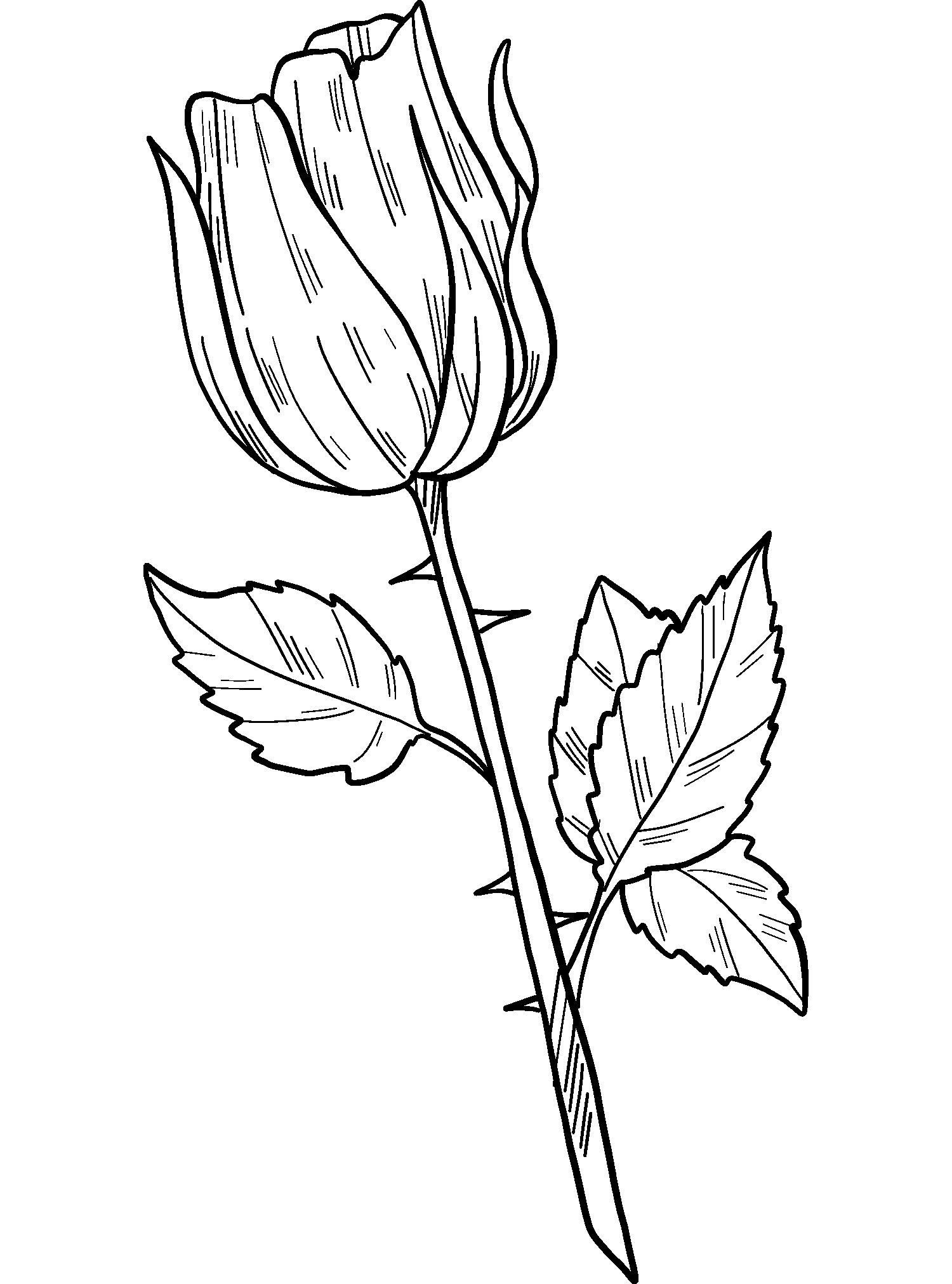 Rose coloring page - ColouringPages