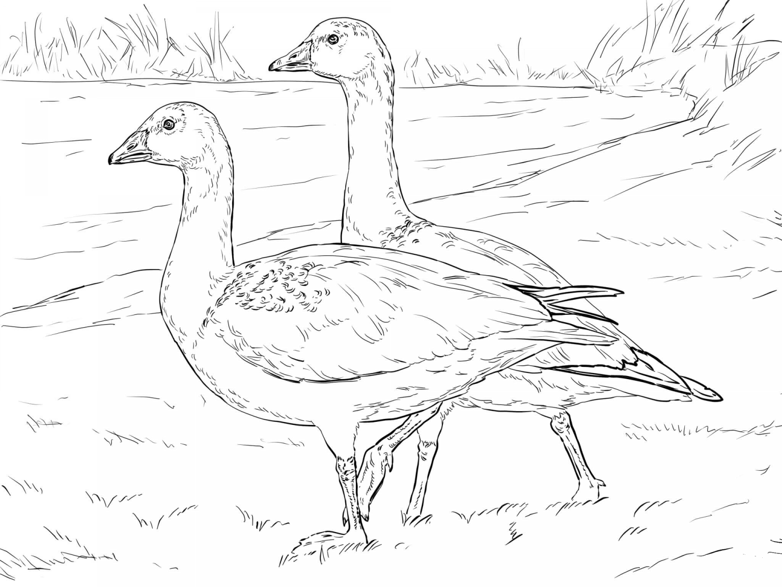 Ross's Gooses coloring page - ColouringPages