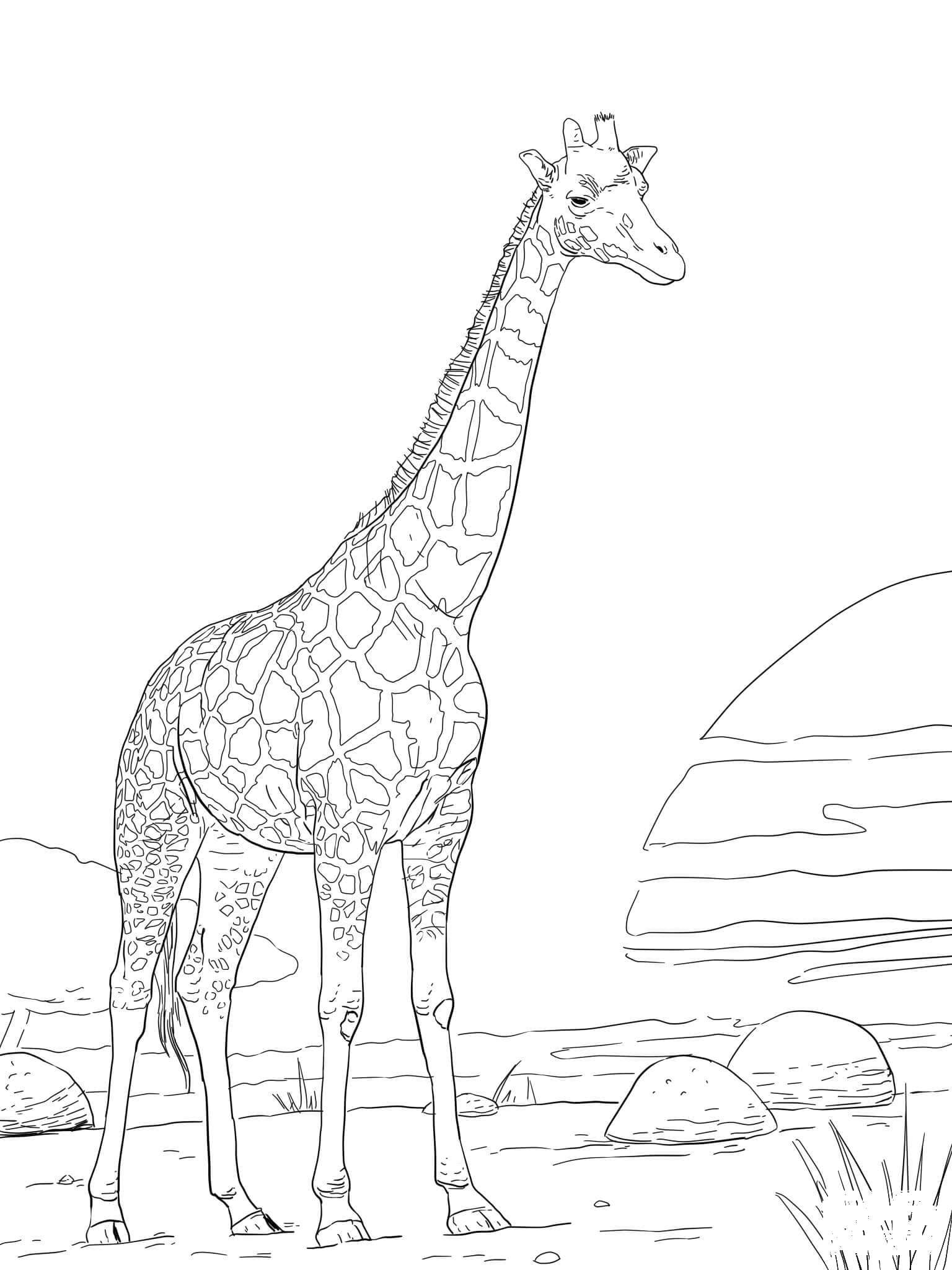 Rothschild Giraffe coloring page - ColouringPages