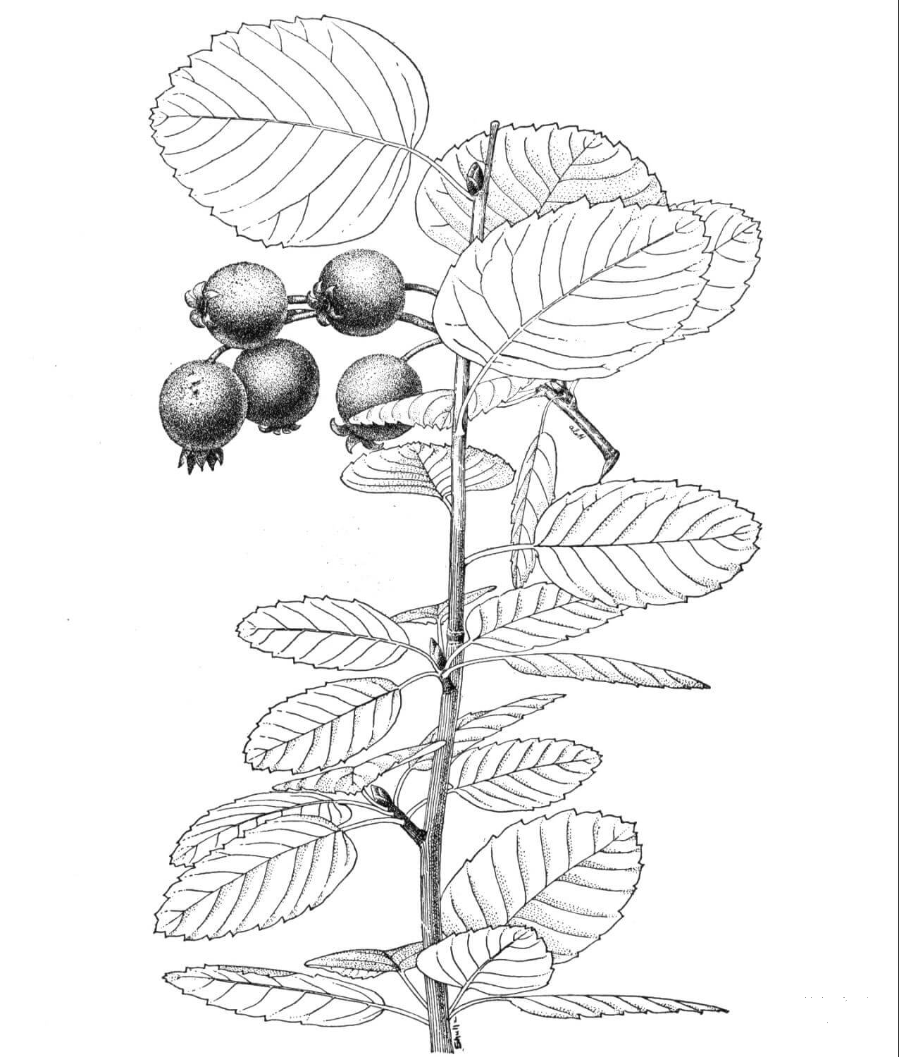 Saskatoon coloring page - ColouringPages