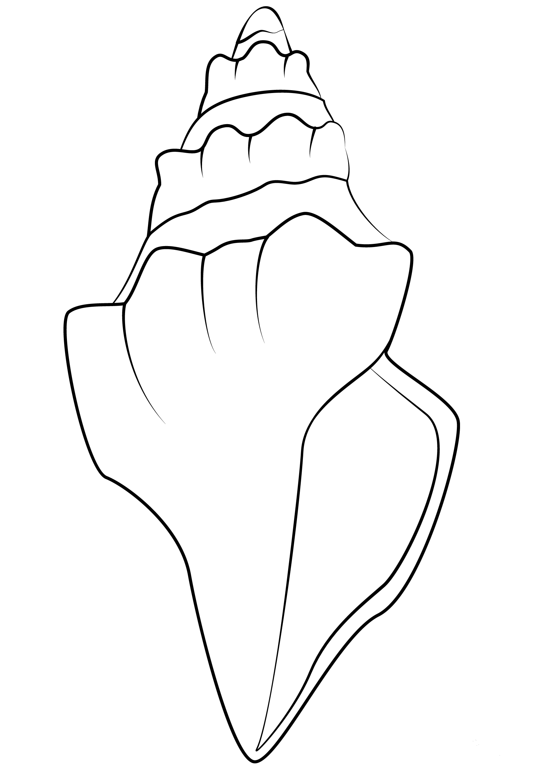 Seashell coloring page - ColouringPages