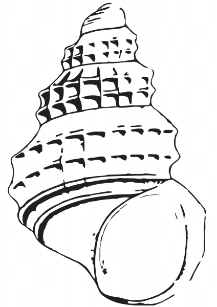 Shell coloring page - ColouringPages