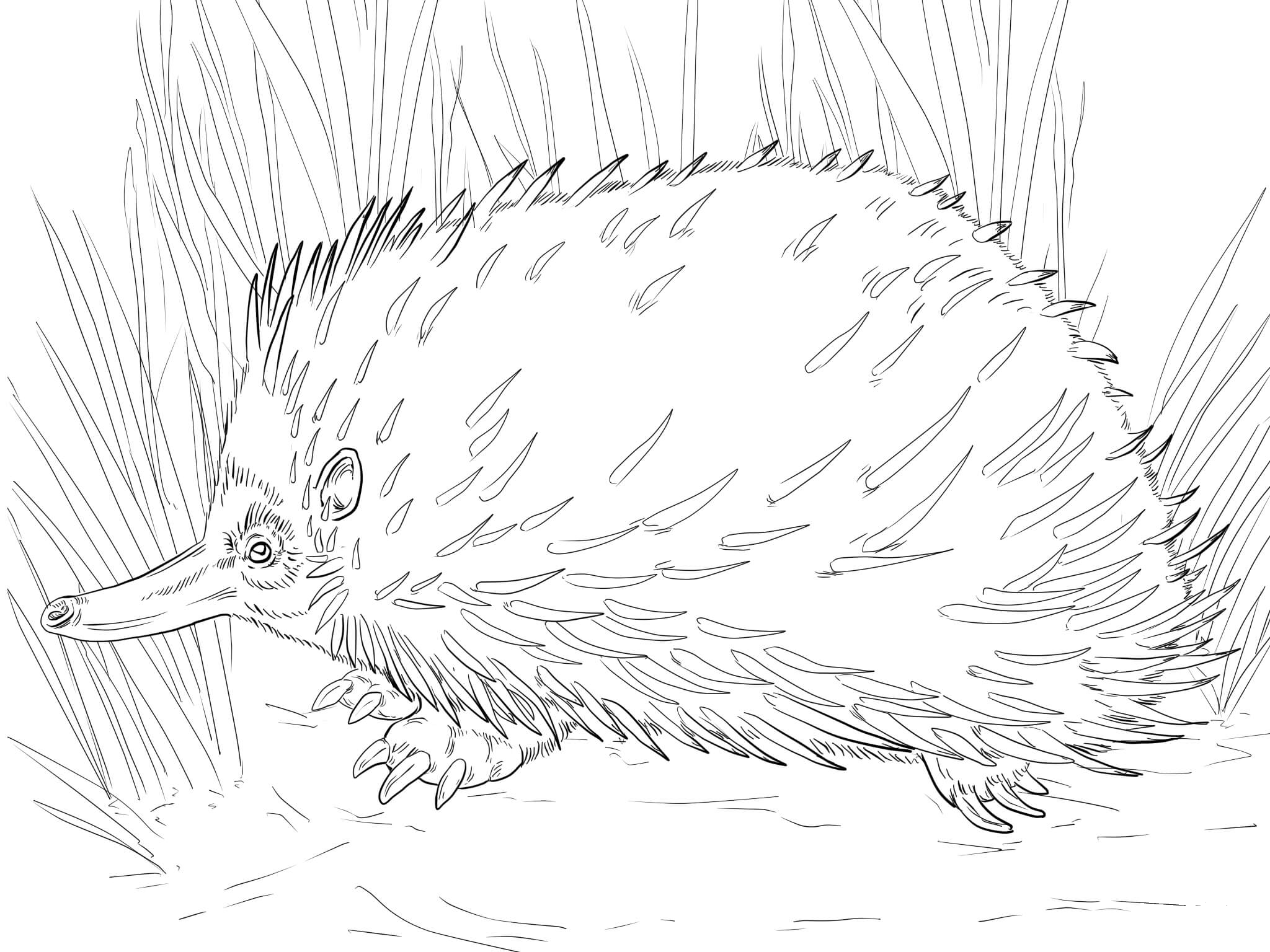 Short Beaked Echidna coloring page - ColouringPages