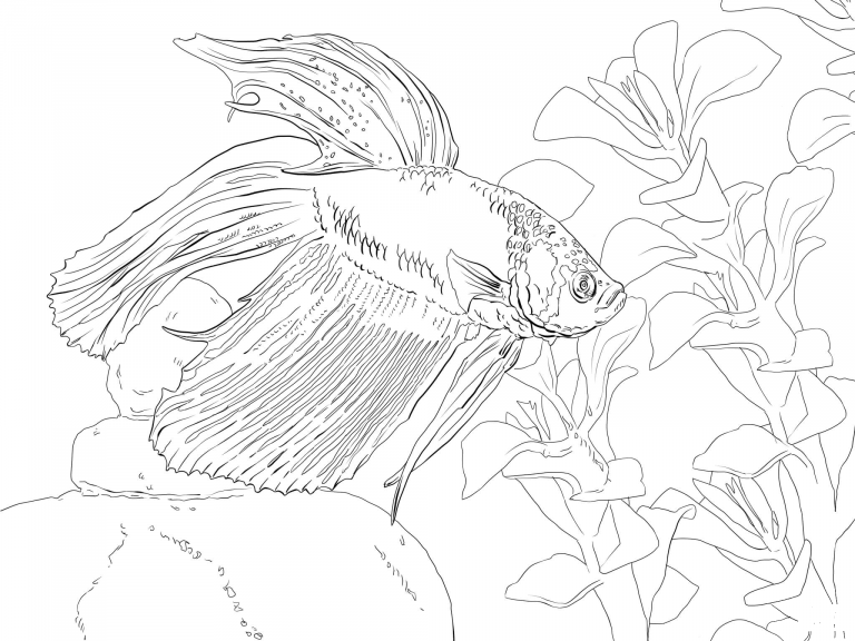 Siamese Fighting Fish coloring page - ColouringPages