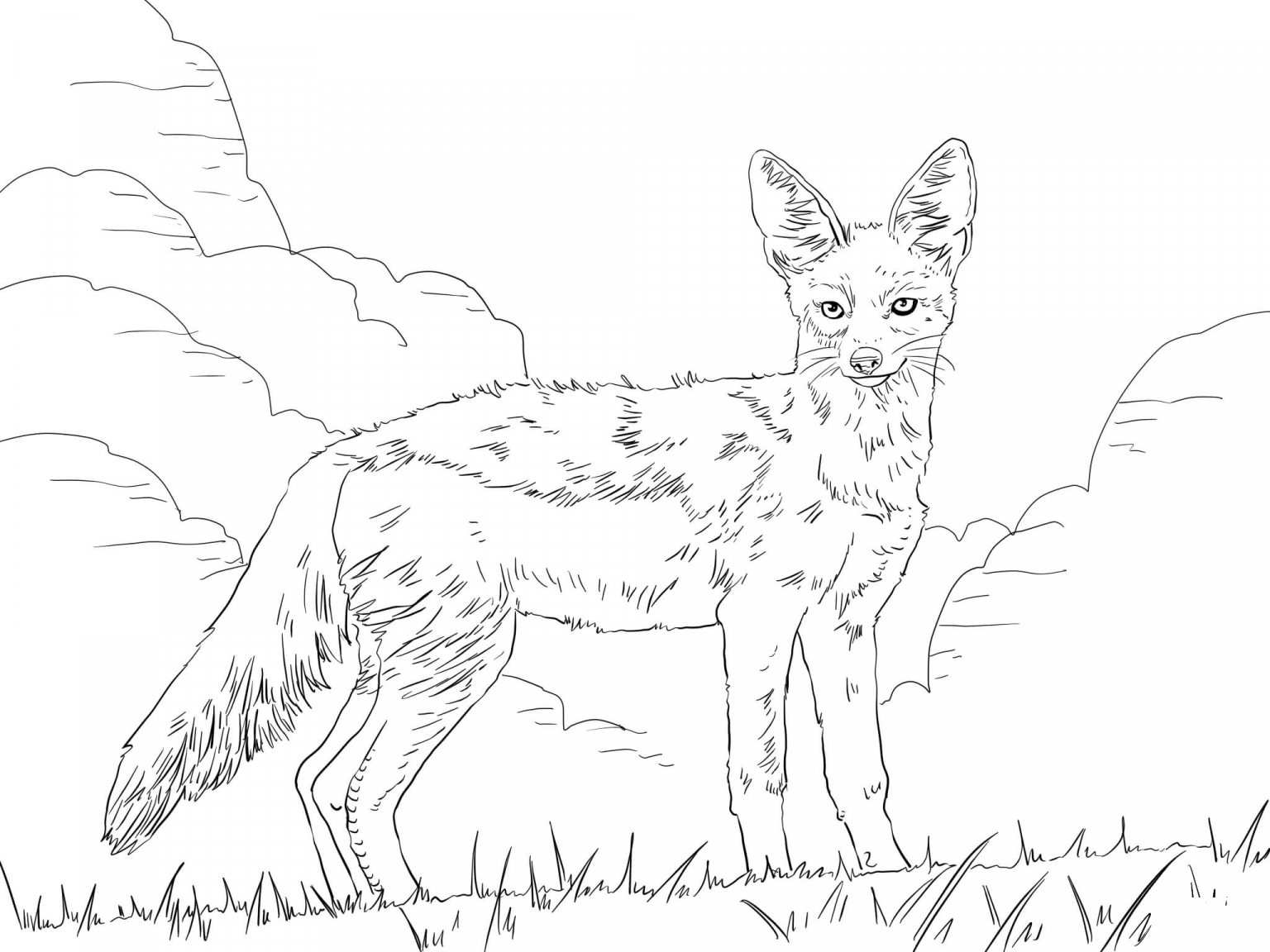 Side Striped Jackal coloring page - ColouringPages