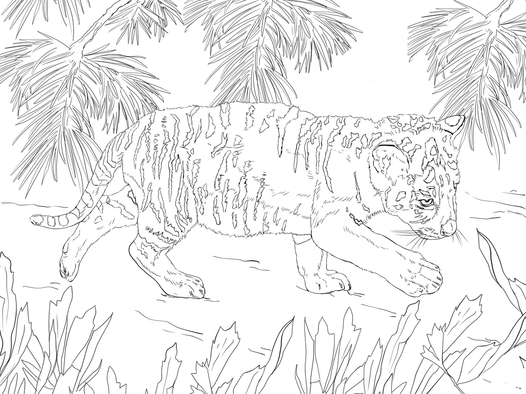 Snow Tiger Cub coloring page - ColouringPages